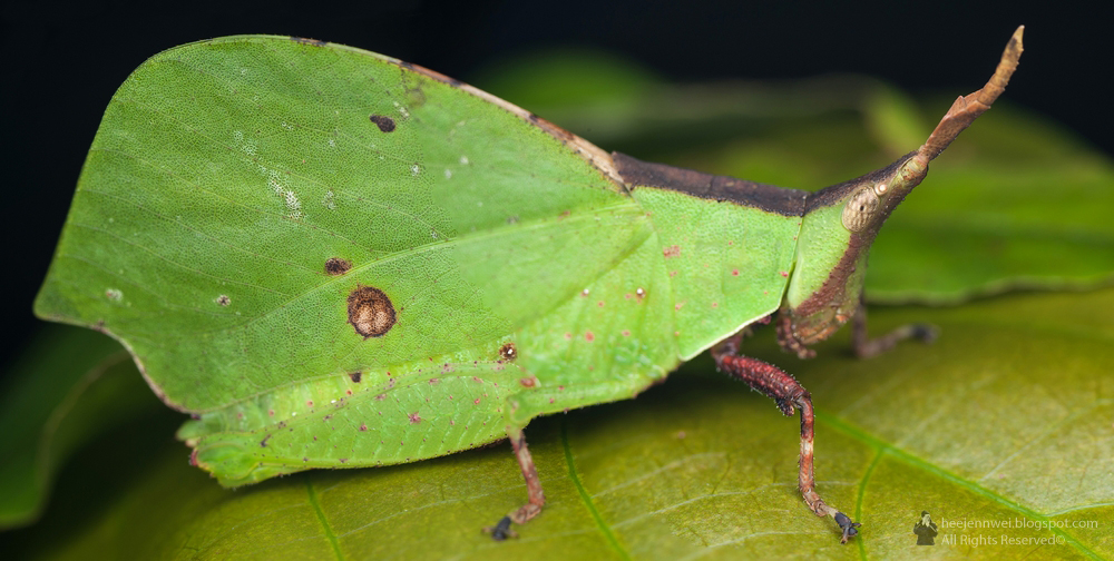 Within the Chronicles' Frame: Masters of Nature Camouflage and Disguise ...