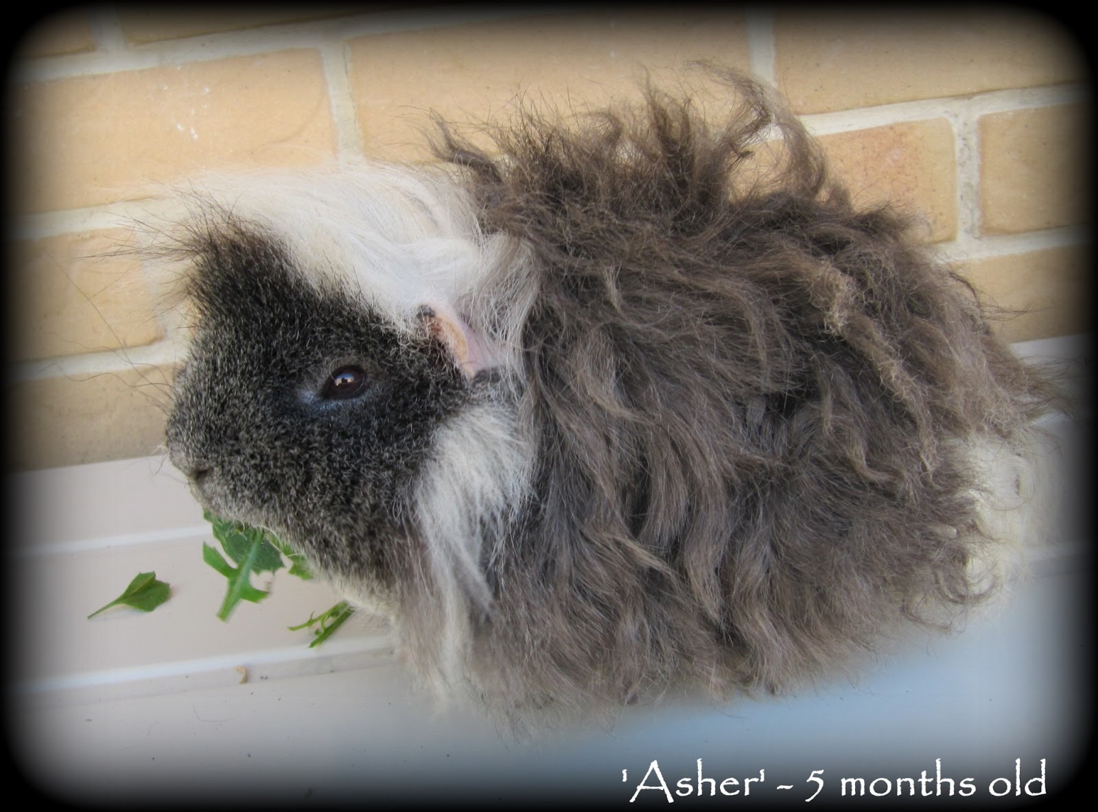 All Things Guinea Pig: 2013 Nursery