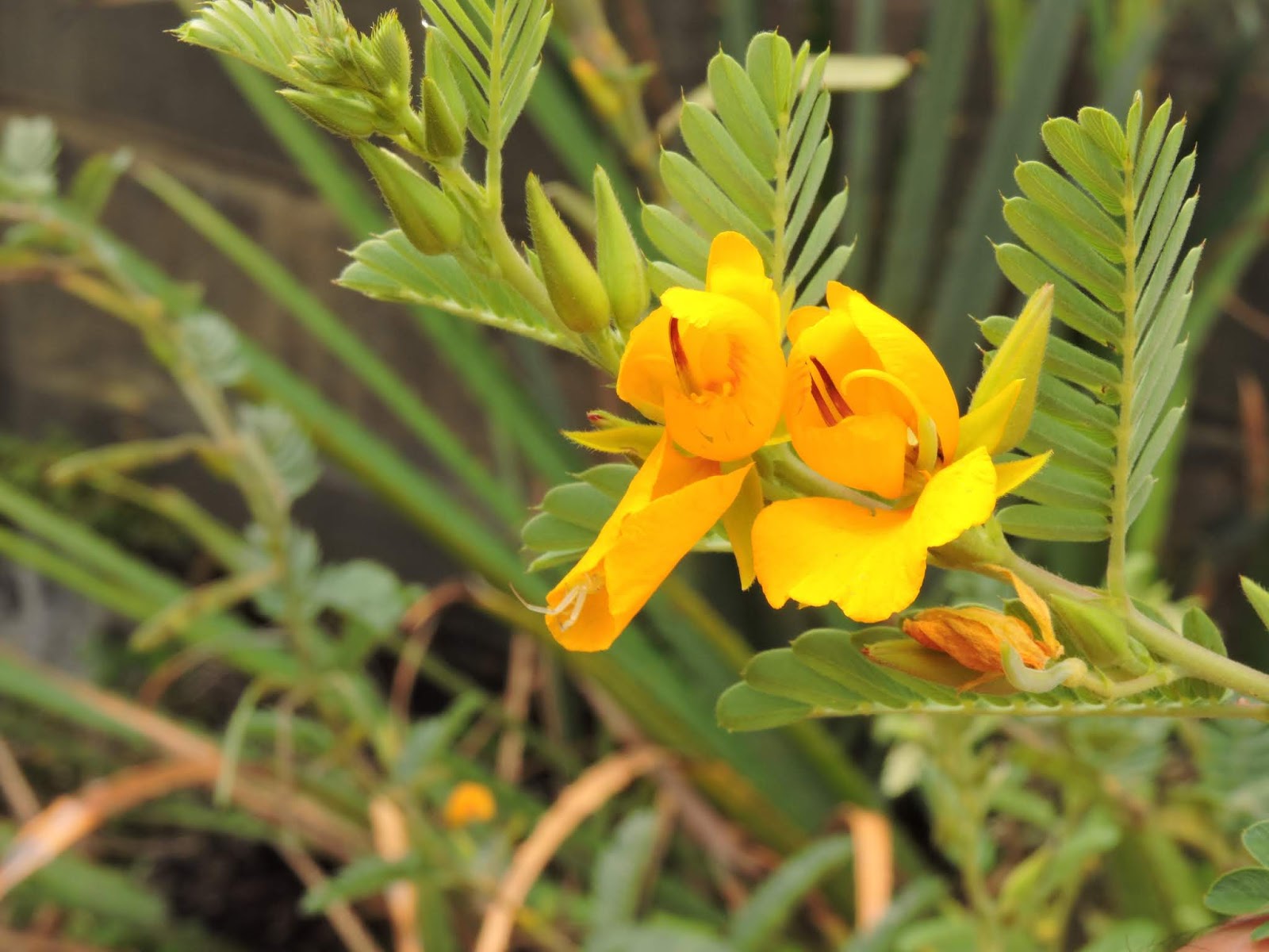 Fabaceae - Leguminosae no Brasil: Chamaecrista