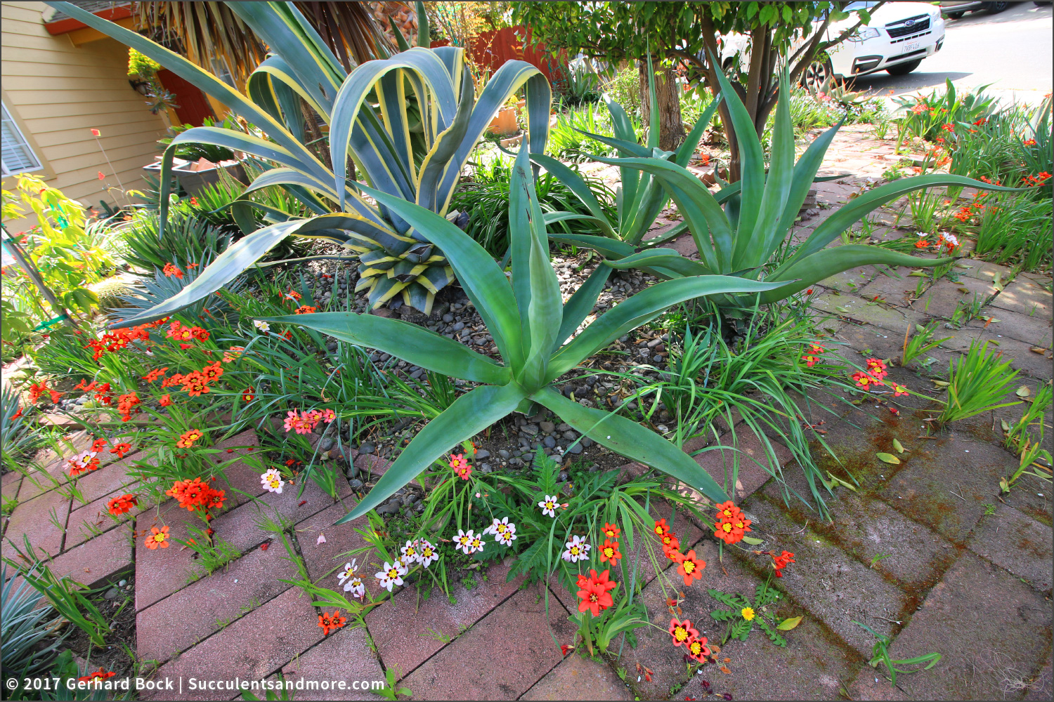 Sparaxis explosion in Marta's succulent garden