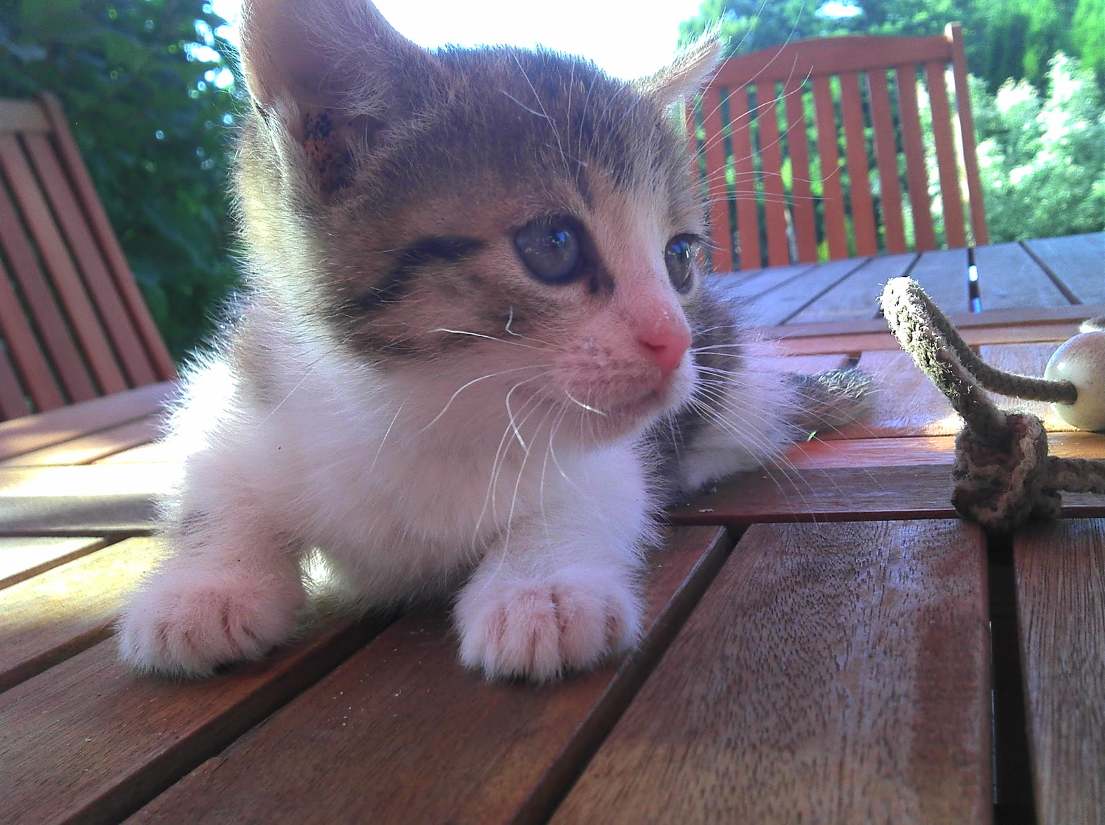 Nasz internetowy pamiętnik