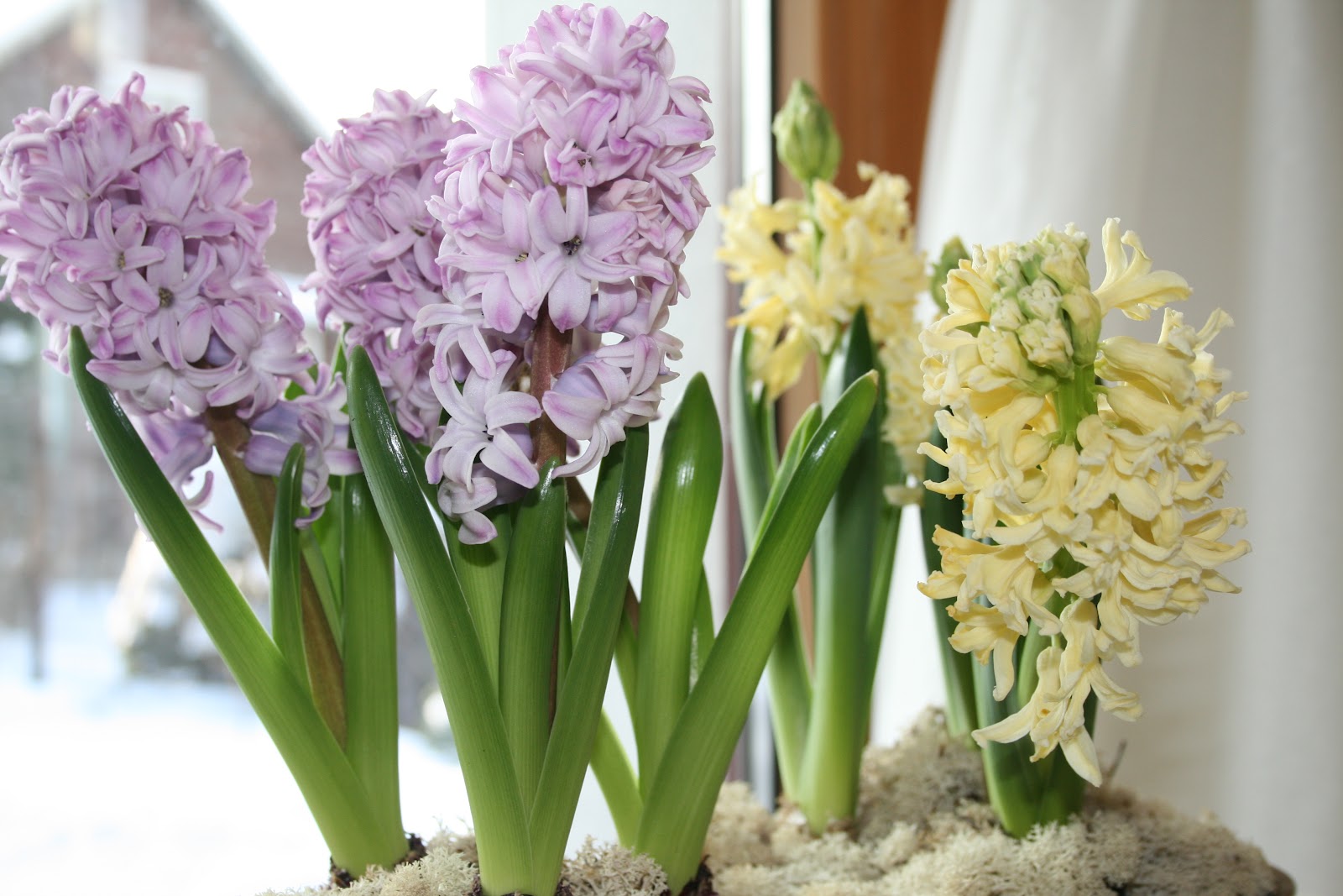 GARDEN STORIES: HIACINTAI