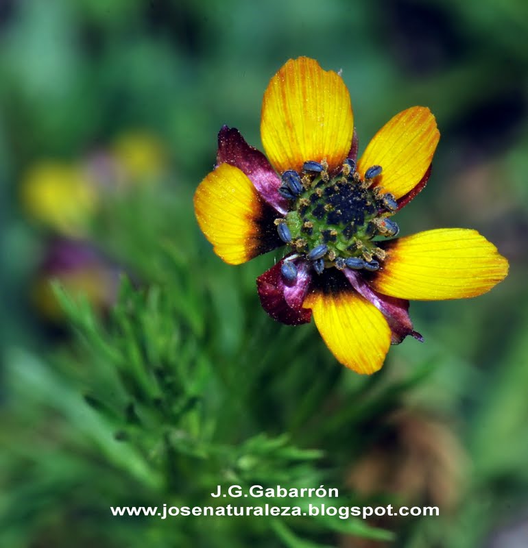 Naturaleza Viva: Adonis microcarpa DC Fam: Ranunculaceae