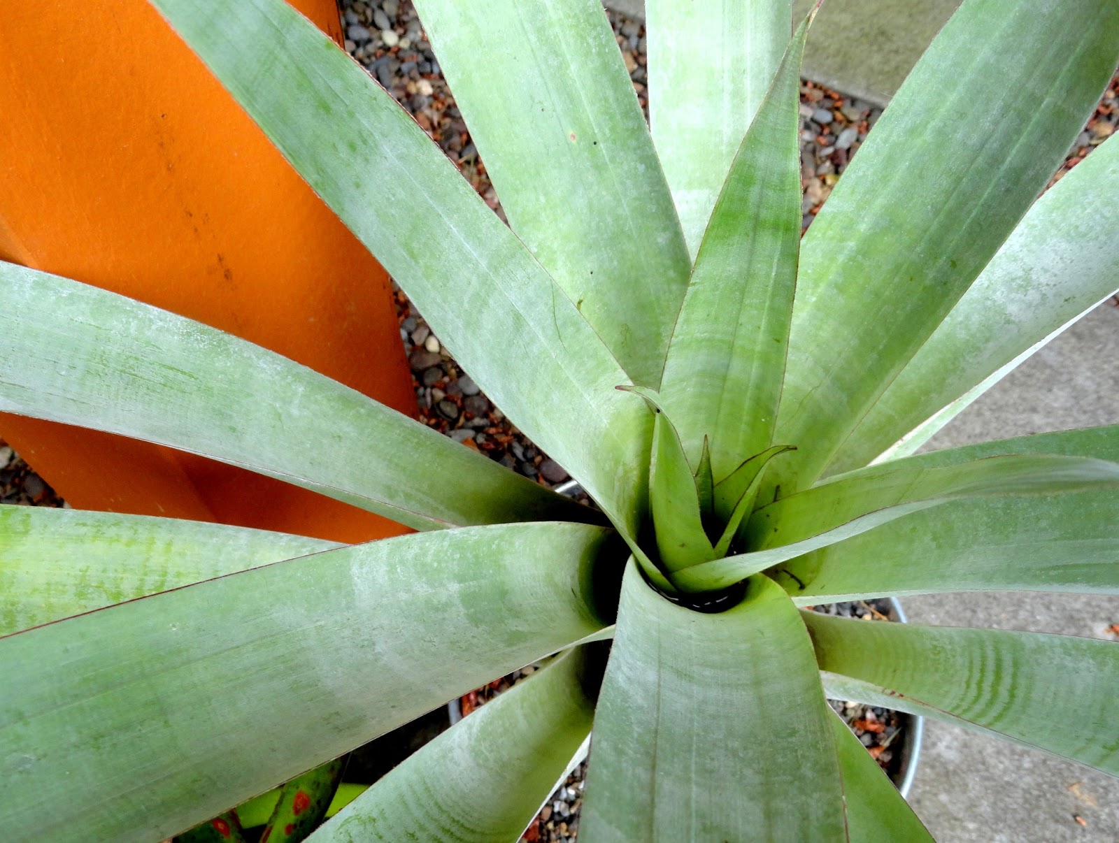 danger garden: Bromeliads in the garden