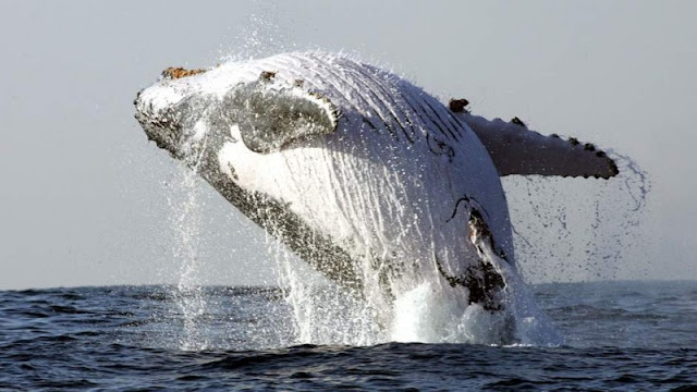 HAYA NDIYO MAAJABU 12 YA SAMAKI AINA YA NYANGUMI BAHARINI. | MTANDA BLOG