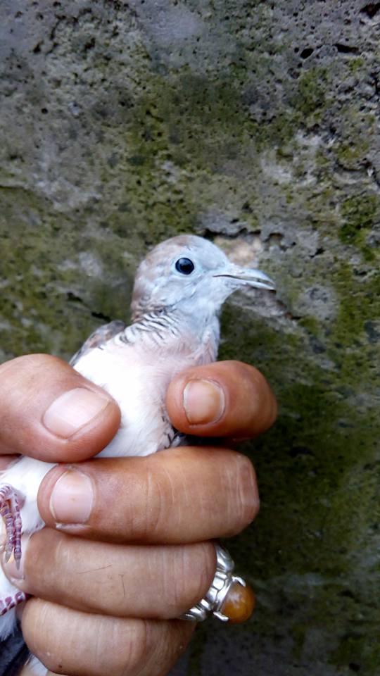 perkutut lokal indonesia: Penjelasan Arti Katuranggan