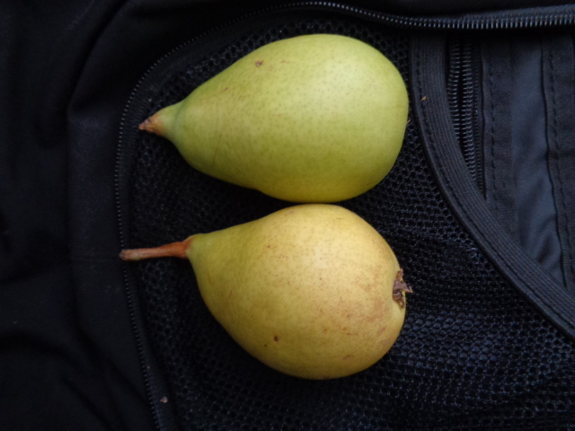 El mundo del Marine Surveyor (Capt.V.Massey): Pera Coscia / Ercolini