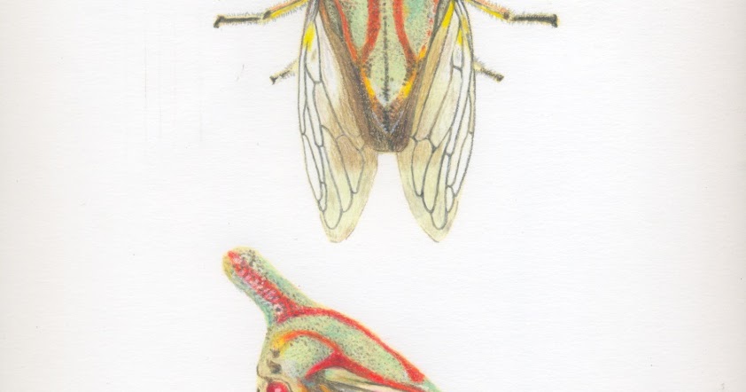 Oak treehopper - Platycotis vittata - Luz Amparo Lema Vélez