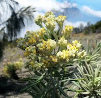 Anaphalis javanica | Indonesian Forest