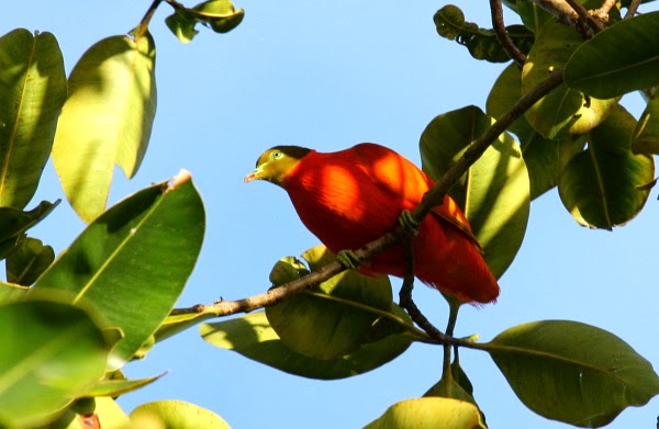 Bird Directory: Orange Fruit Dove