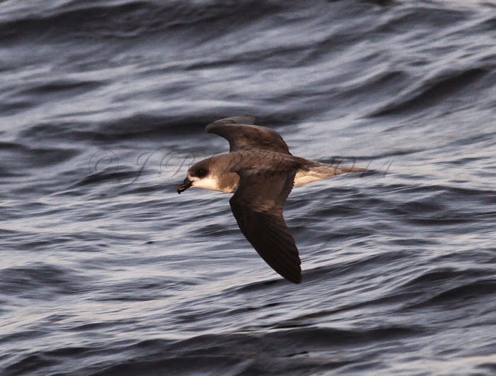 Joe Pender Wildlife Photography: Fea's Petrel