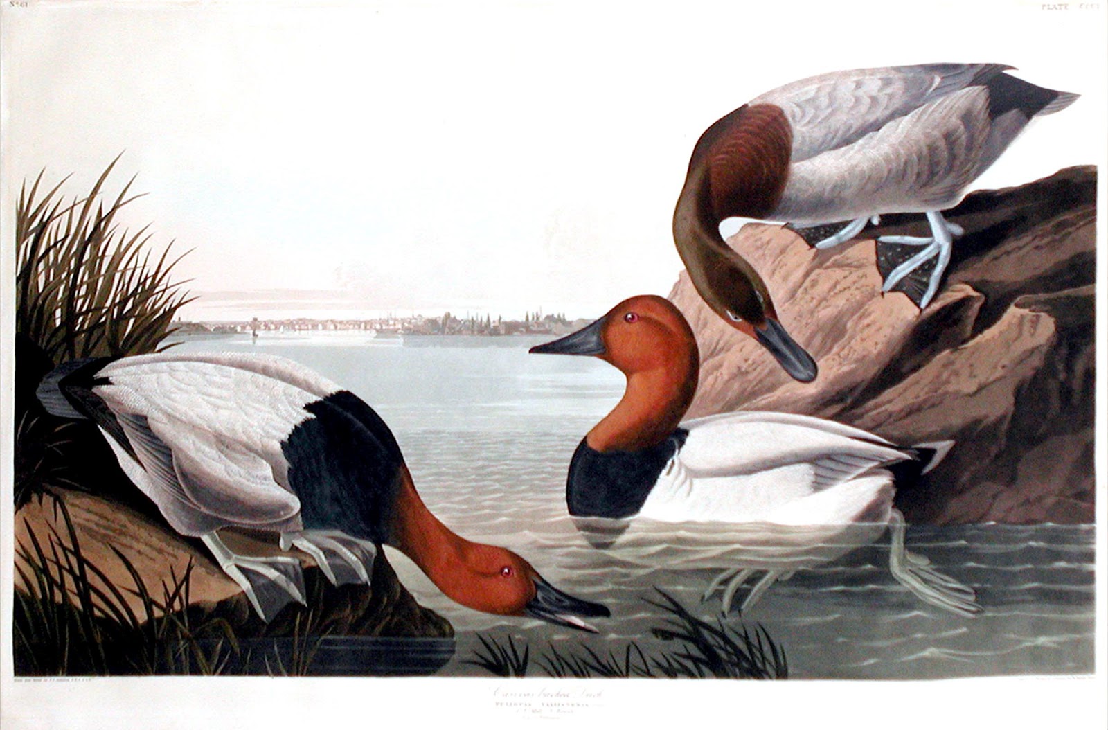 Ronald Reagan’s Favorite Audubons