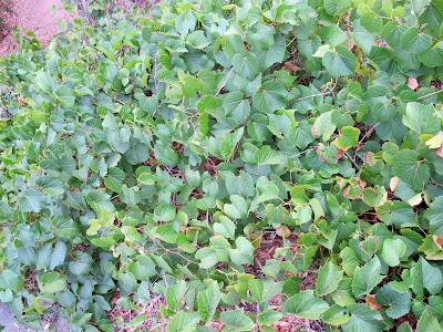 FLORA NEL SALENTO e.. anche altrove: Vitis berlandieri x riparia ...