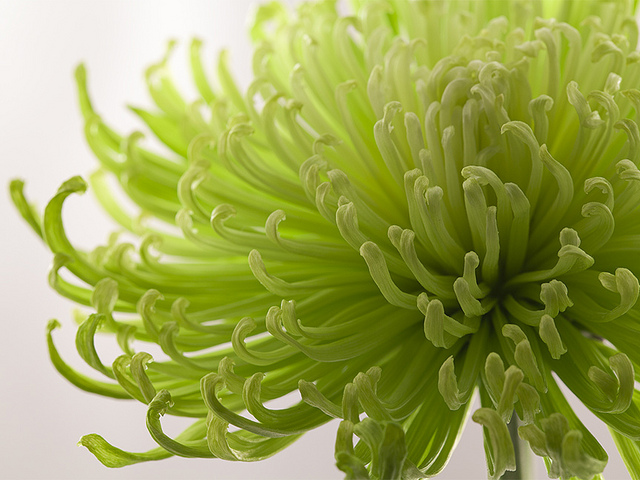Flowers: Chrysanthemum (fuji mum)