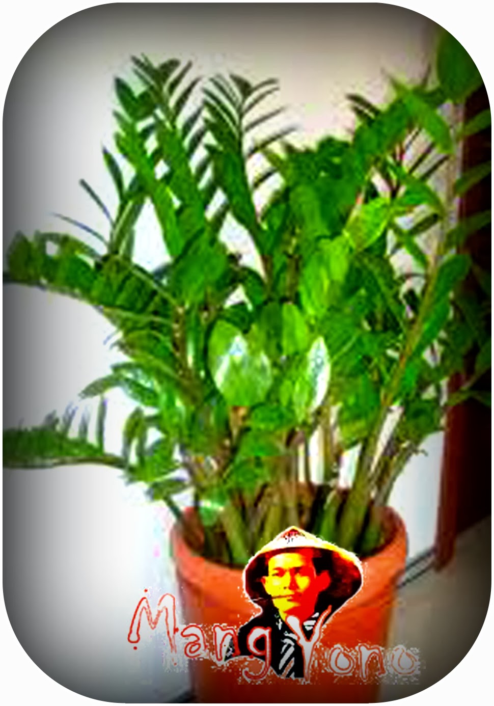 Simak! 44+ Ciri Ciri Tanaman Bunga Dolar yang Wajib Diketahui ...