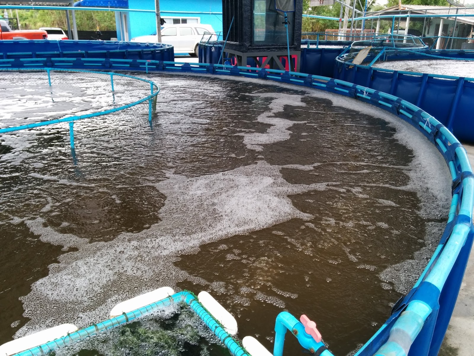 Aquaculture multiuse foldable tanks: Shrimp hatchery and grow-out tanks