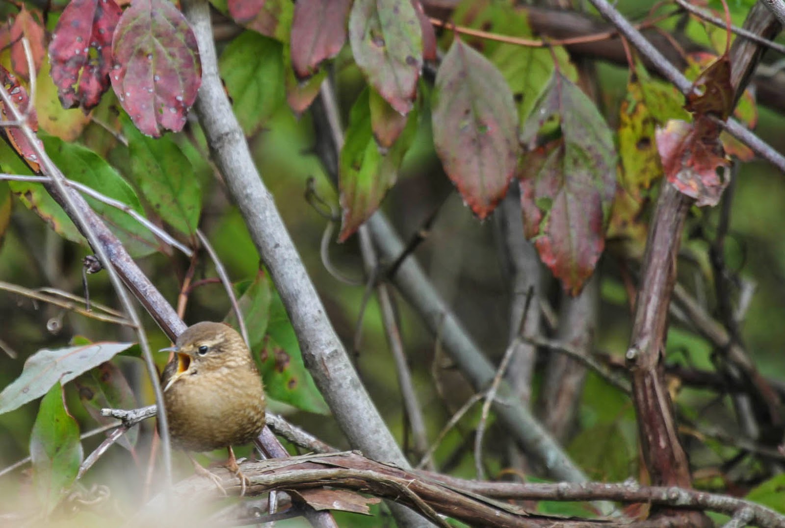 Gale's Photo and Birding Blog: Winter Wren