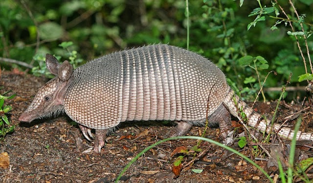 Interesting Facts About Armadillos