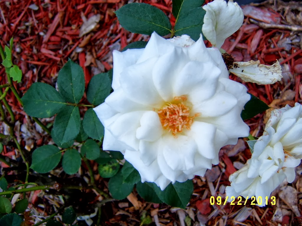 Alabama Rose and Flower Garden from a Non-Green Thumb: Rose of the Week ...