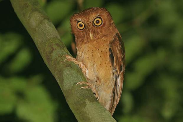 Sri Lankan Endemic Birds: Paduwan Bassa - Serendib Scops Owl (Otus ...