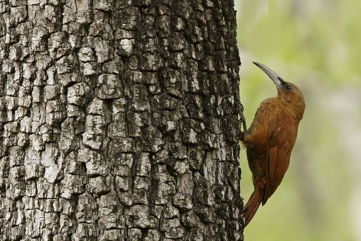 mis fotos de aves: Xiphocolaptes major Trepador Gigante Great Rufous ...