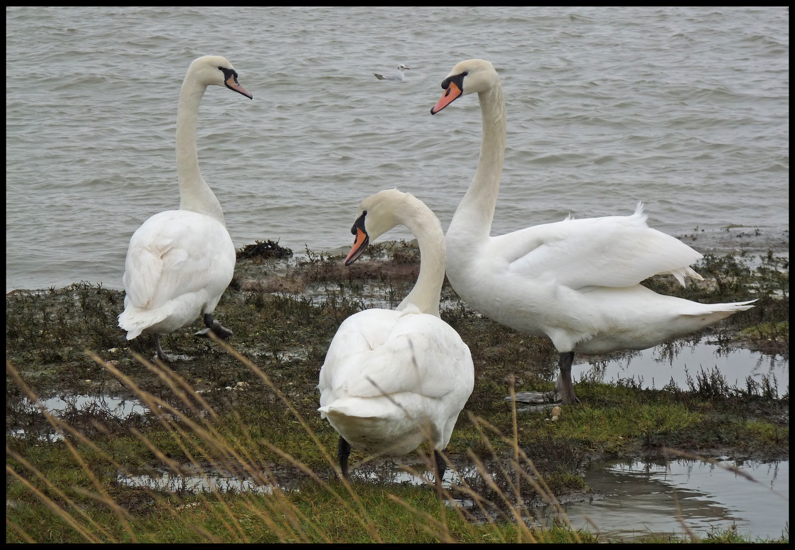 Wild and Wonderful: Beautiful Birds: Mute Swans at Mistley