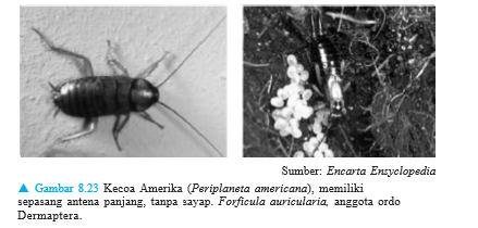 Ordo Orthoptera - Our Akuntansi