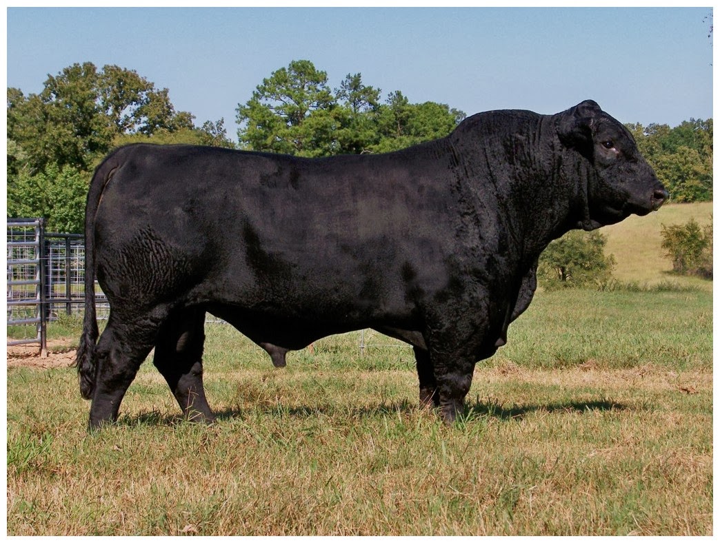 Generalidades de la Ganadería Bovina.: Beefmaster