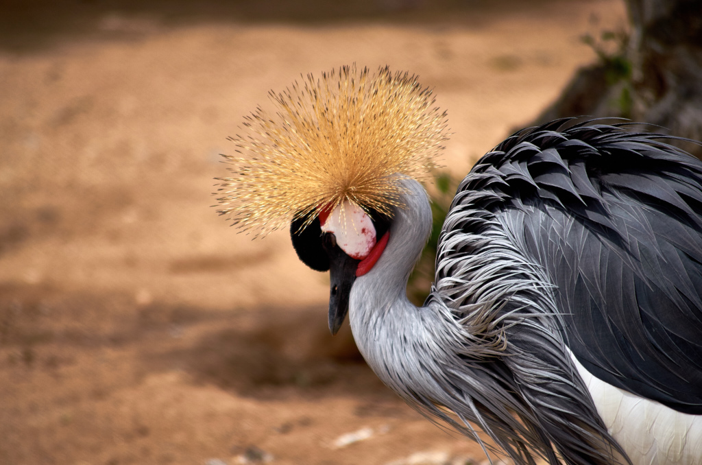 Concursos de la Asociación Fotográfica La Paz: Pelo pincho