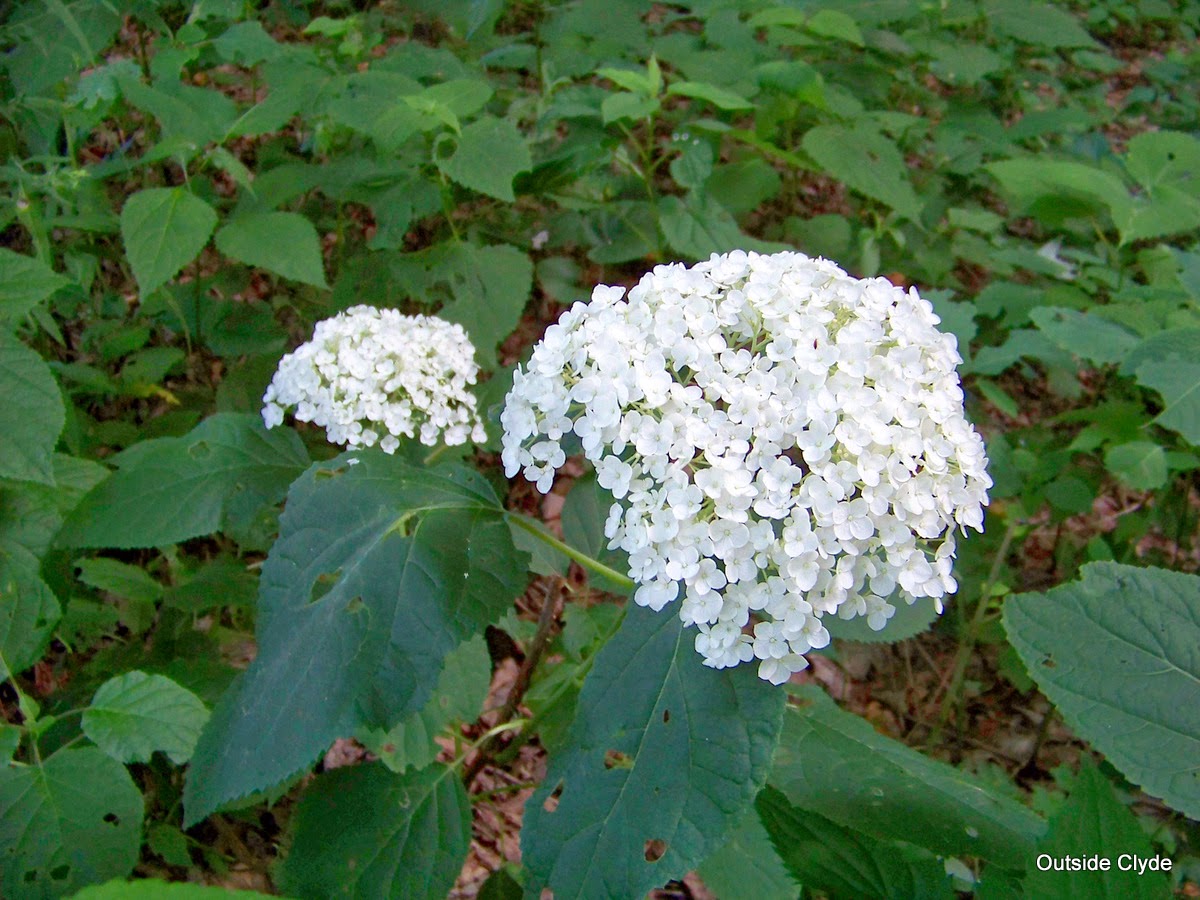 Outside Clyde: Summer Shrubberies