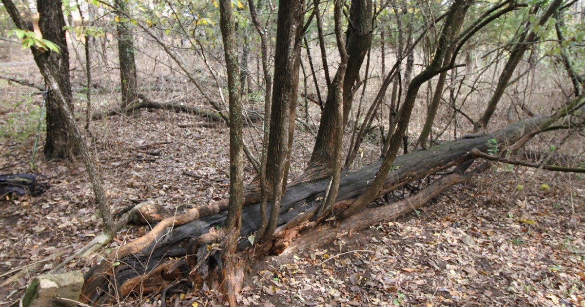 Nature Devotions : Branches grow from Fallen Tree