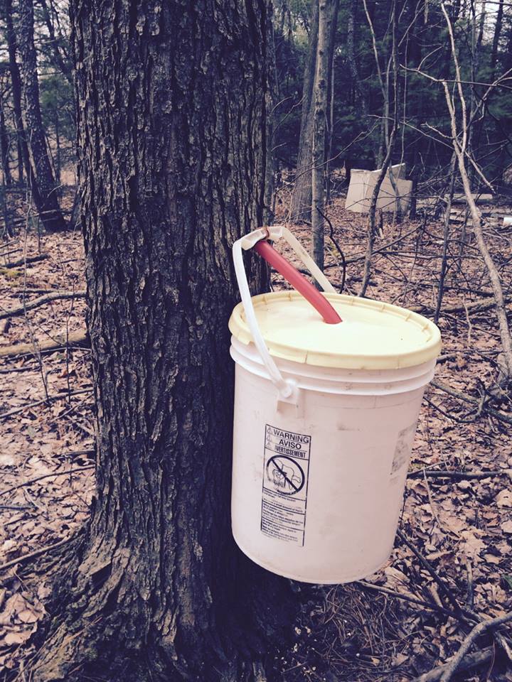 Garden to Garden: Sugar Maple trees are on tap for syrup season