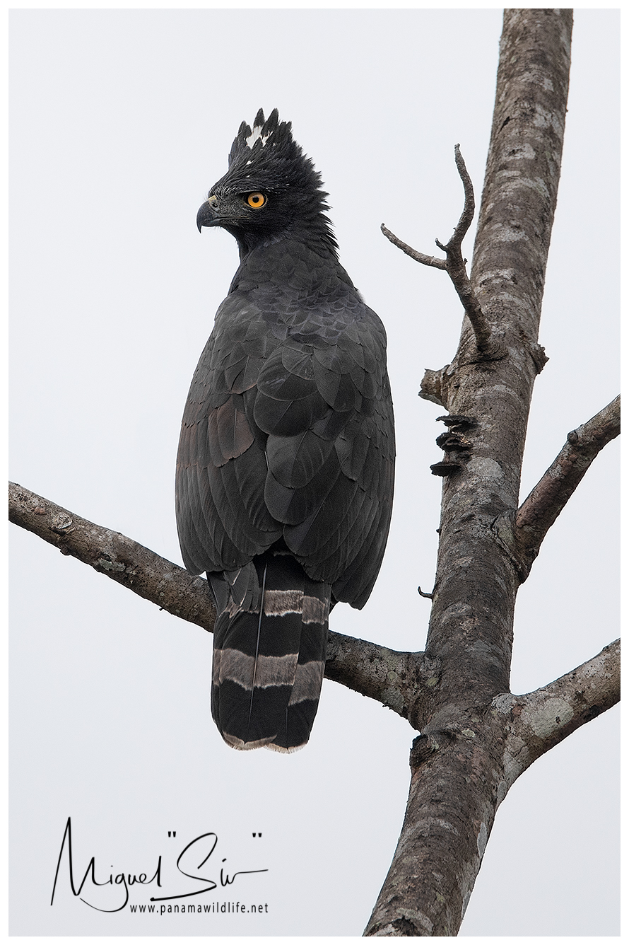 Featured Species: Black Hawk-Eagle (Spizaetus tyrannus)