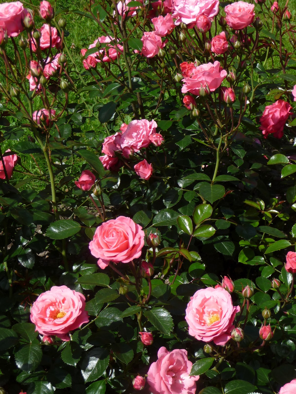 Simple Pleasures: Roses Are Red - And Pink, And Yellow, And White, And