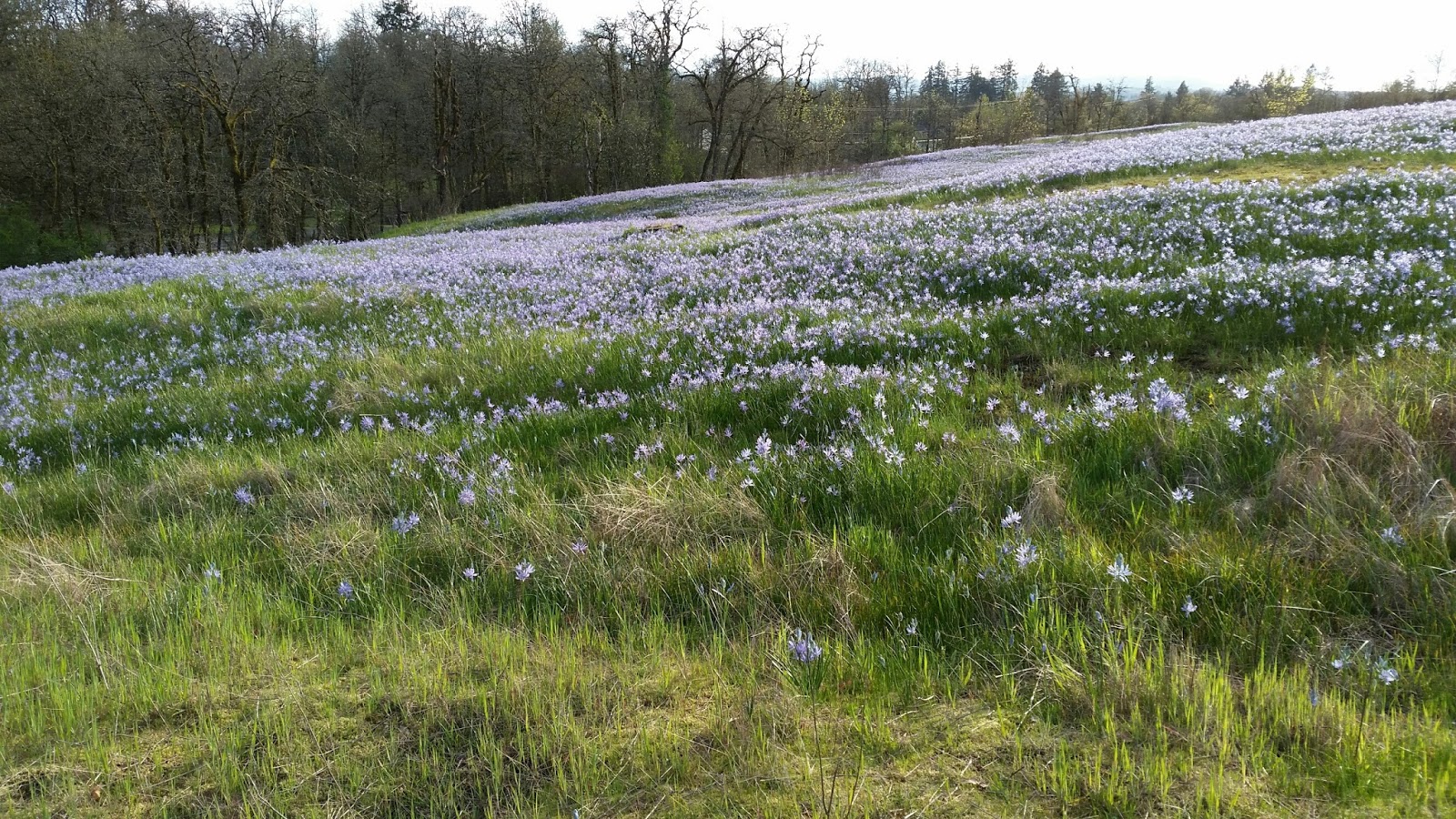A Field of Camas