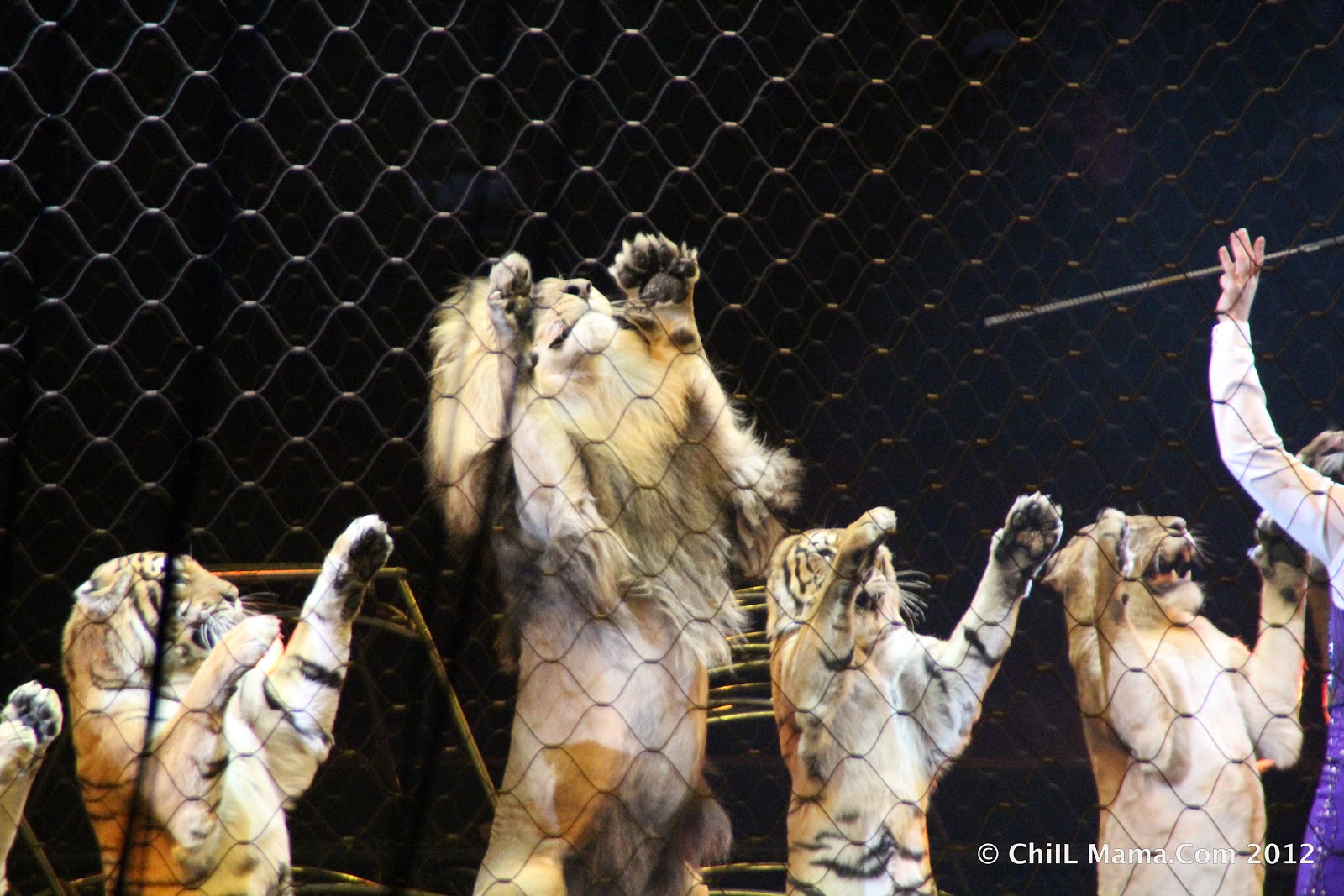 ChiIL Mama : Ringling Dragons Circus Photo Filled Adventure # ...