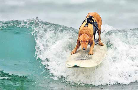 Dog Surfing Coach: Teaching surfing to Man's best friend | Weird Jobs