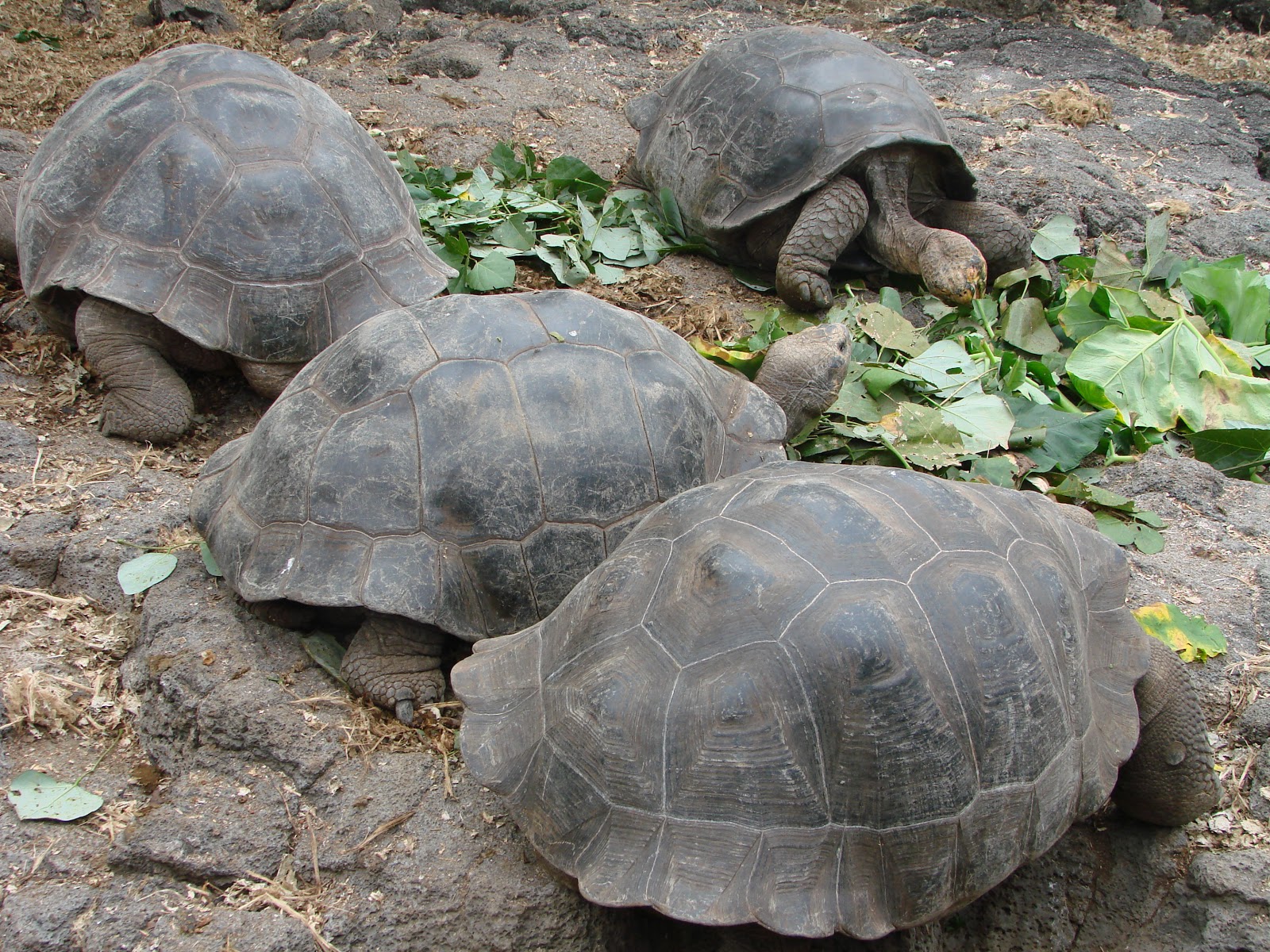 My Peruvian experience: Huge tortoises!