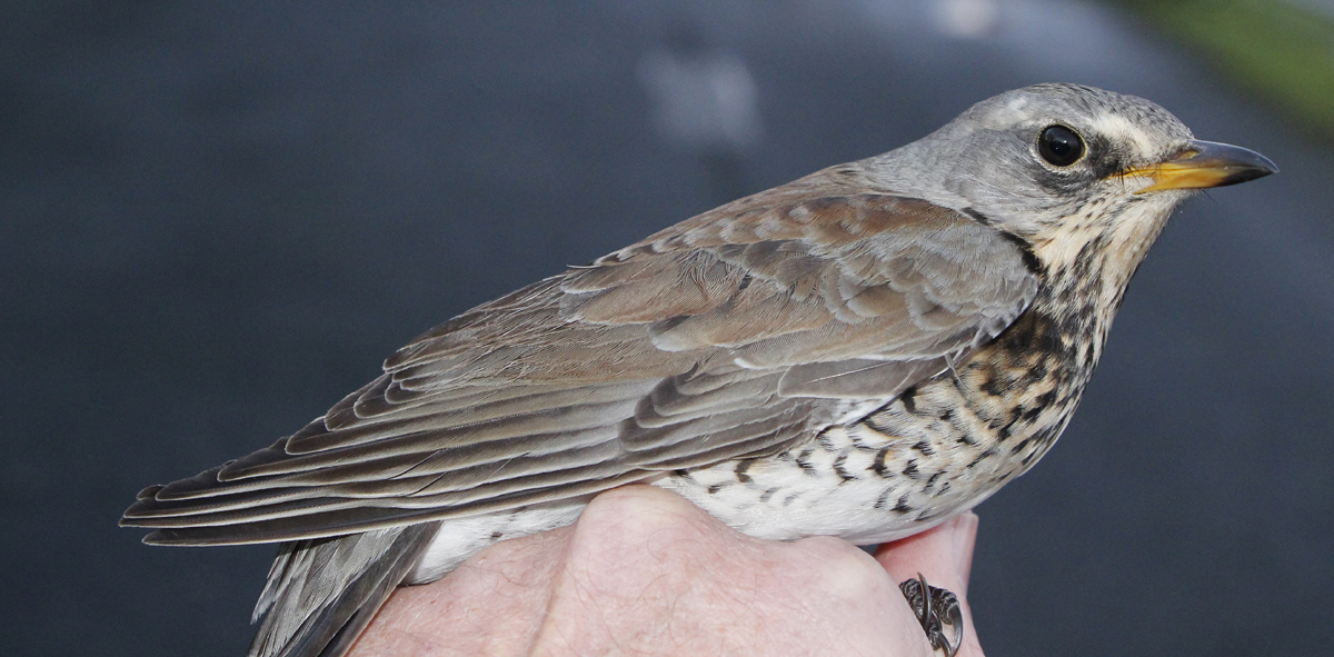 Another Bird Blog: Today’s The Day