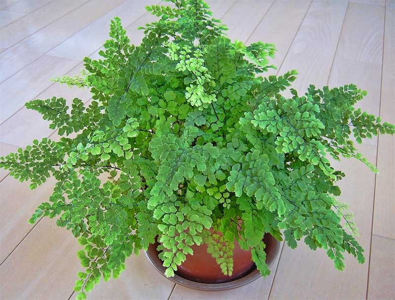 Note Muza: Makalah Biologi "Tumbuhan Paku (Pteridophyta)"