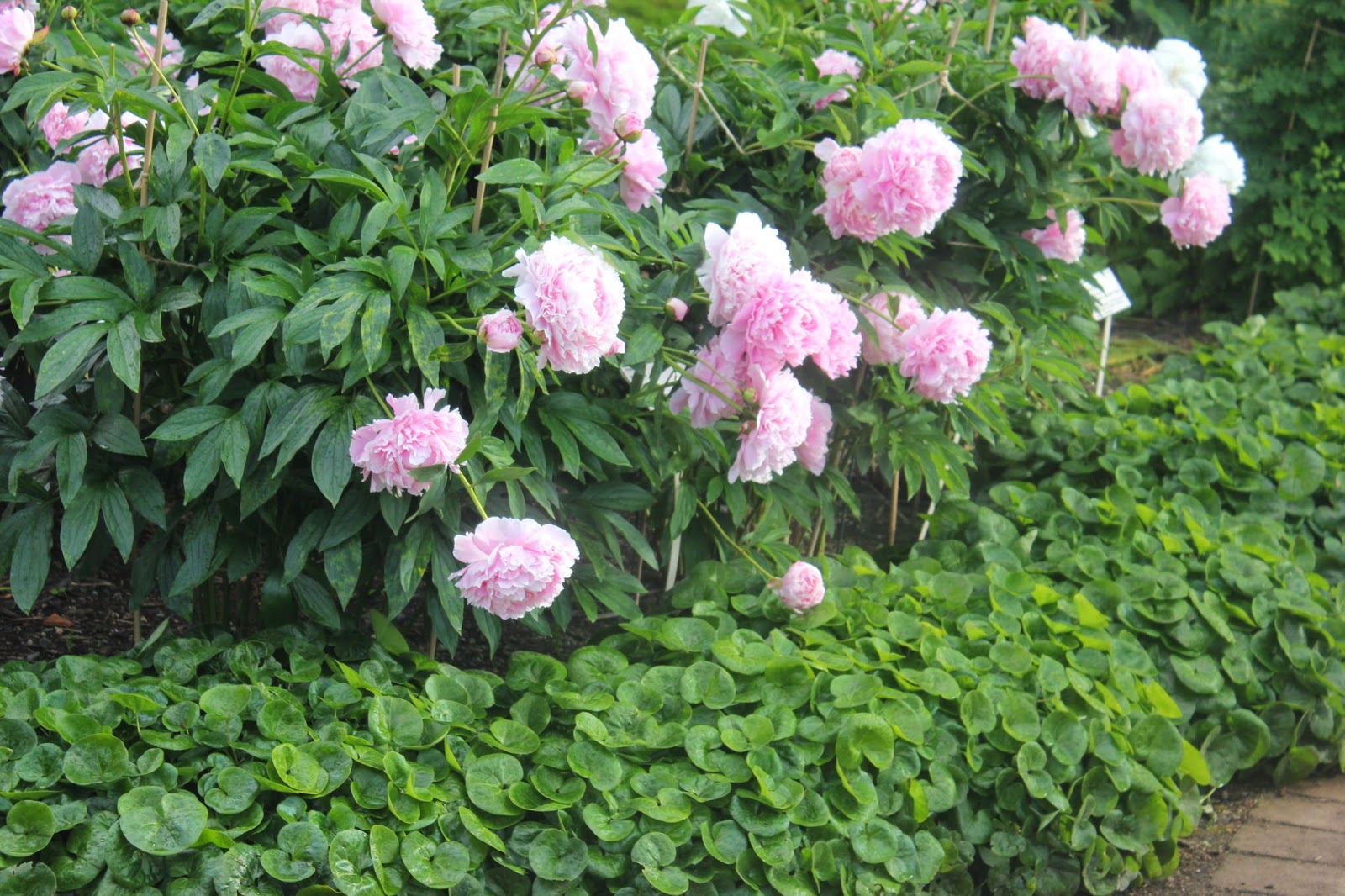 hagen vår: Oldemors hage i juni