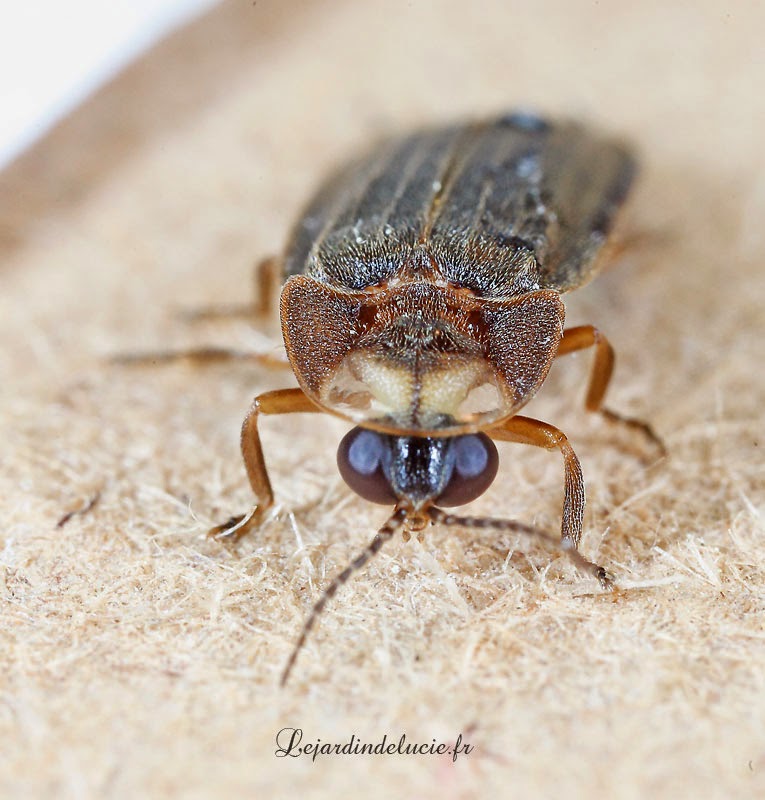 Lamprohiza probablement mulsantii, un ver luisant avec une visière ...