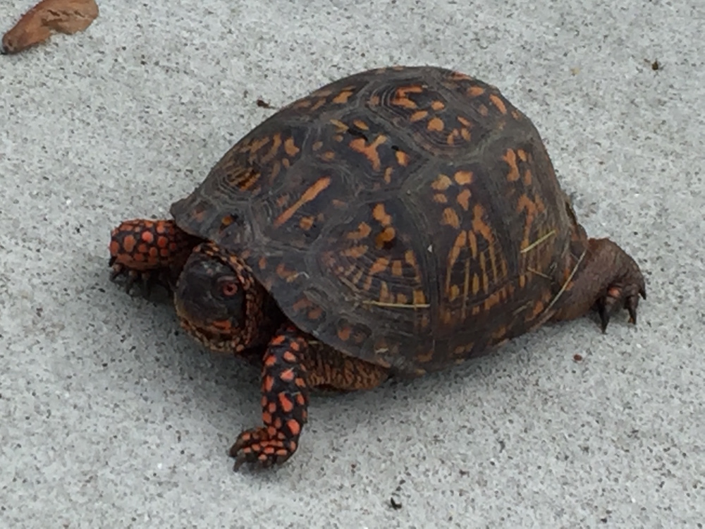 Orange Crate Art: Orange art turtle