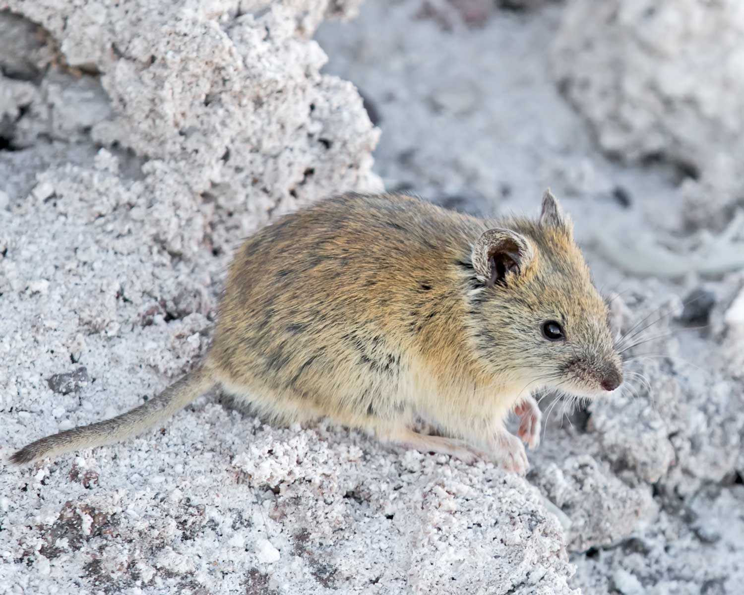Jose E Hernandez World: The Atacama Desert