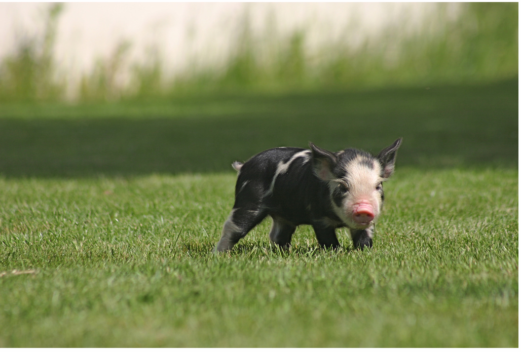 Kune Kune | Pet pigs, Kune kune, Kune kune pigs