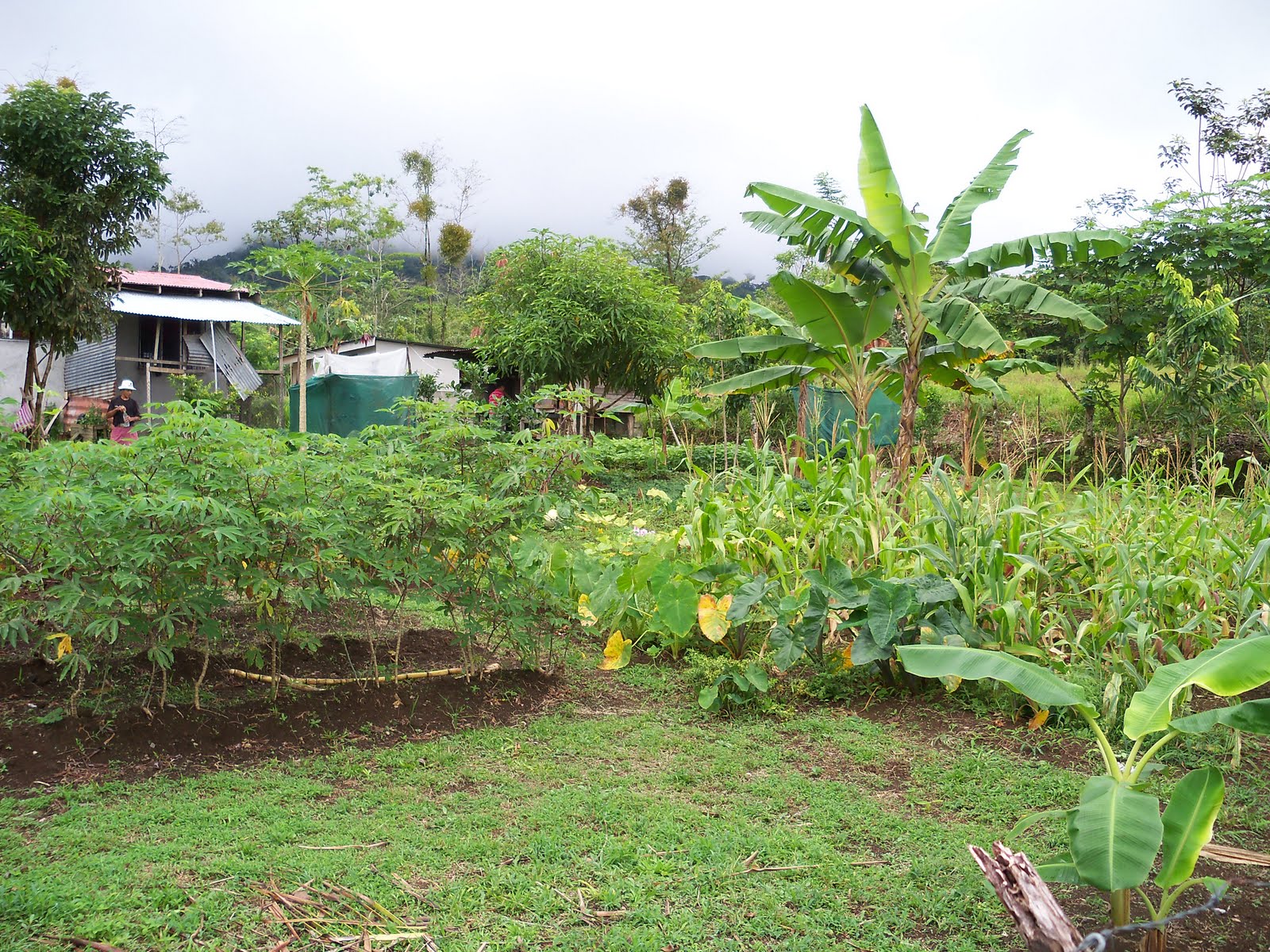 Jungle and Rainforest Art of Costa Rica: Costa Rica Kitchen Garden