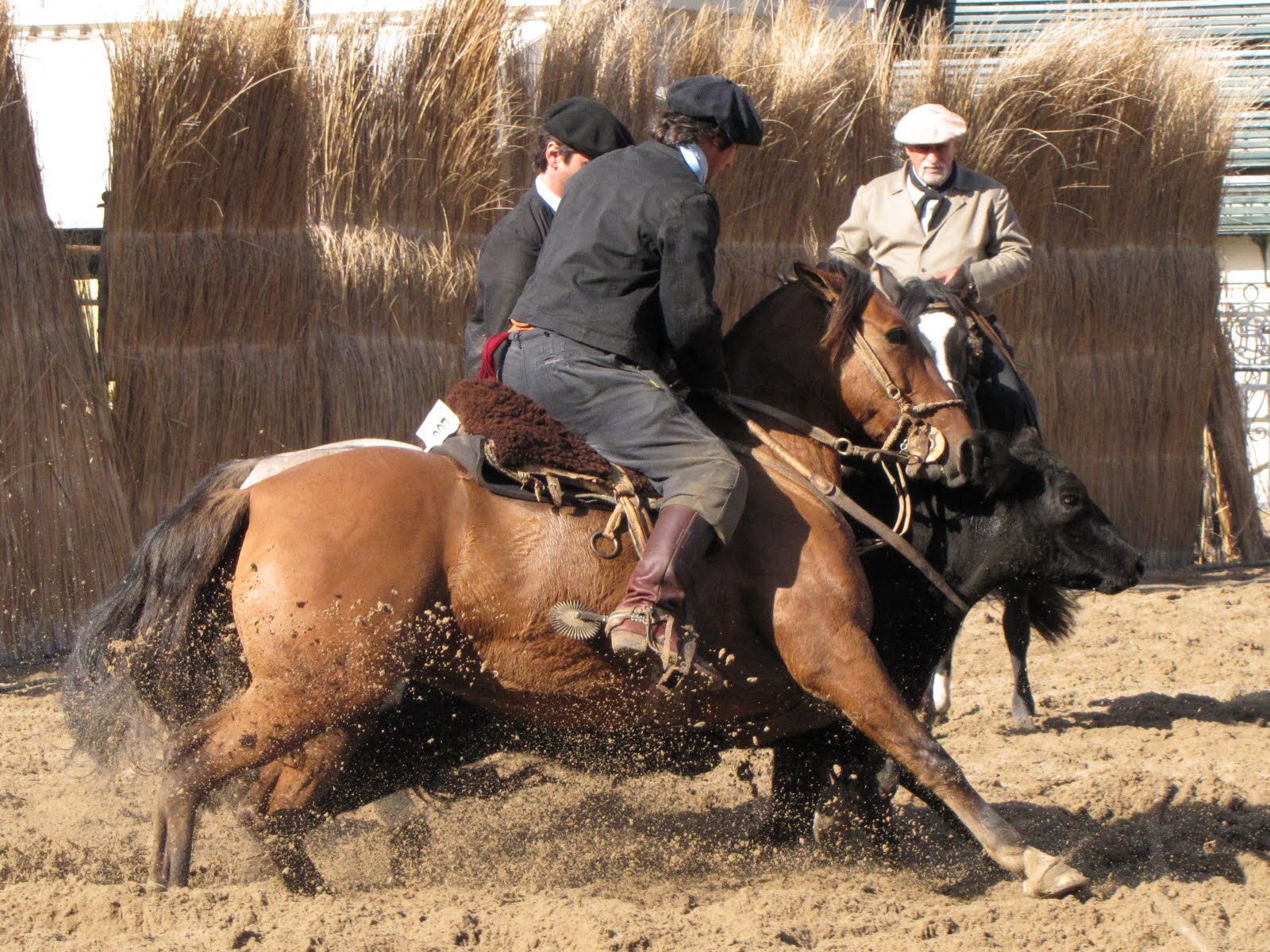 Millennium Dragon: Nuestros Caballos - The Horses..