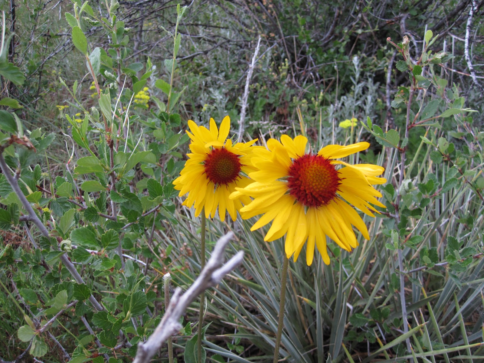 Innie Me: Colorado Wildflowers - Yellow