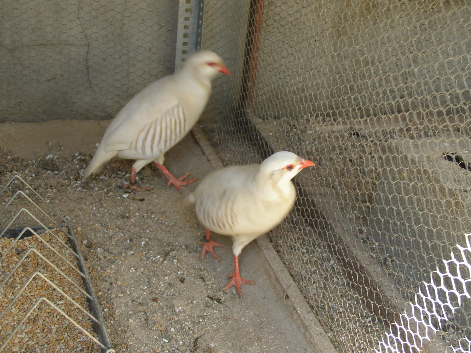 lasavesdelpichon: PERDIZ GRIEGA BLANCA