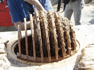 Strathcona Beekeepers' Library: The Sun Hive